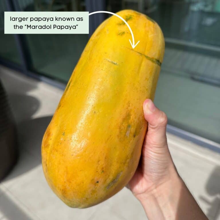 How To Eat A Papaya. Everything You Need To Know.